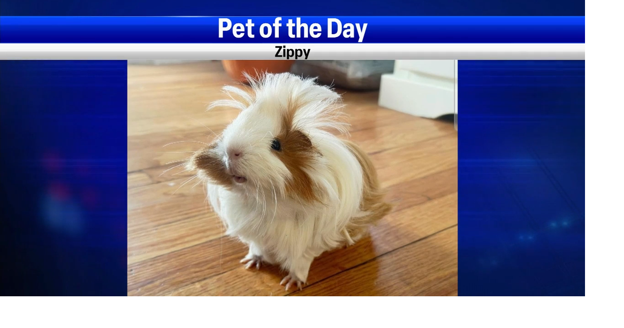 Pet of the Day: Zippy | Video | nbcrightnow.com