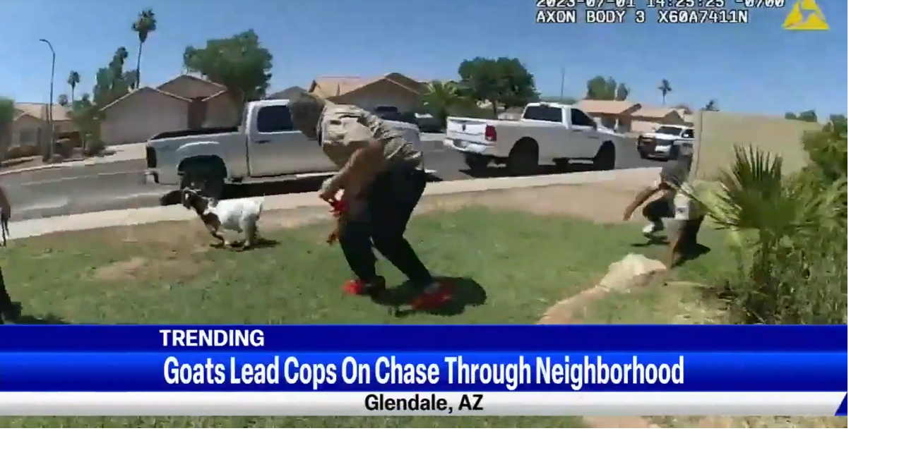 Trending: Goat chase | Top Video | nbcrightnow.com