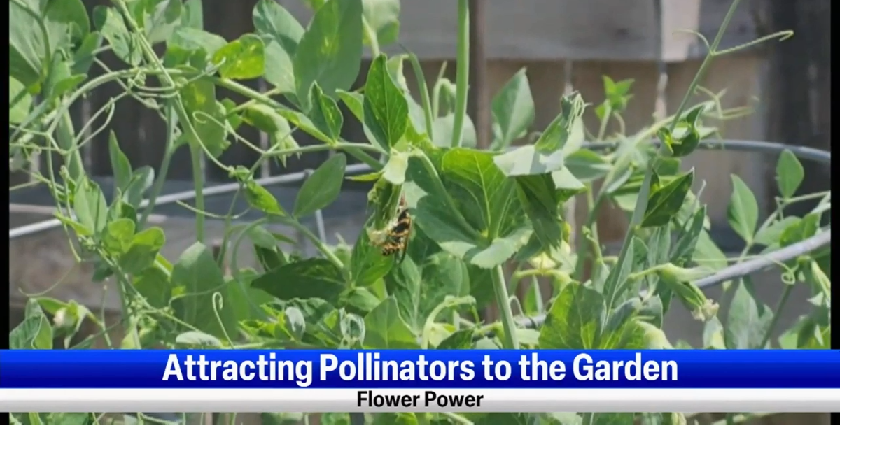 Wake Up Your Garden: pollination | Top Video | nbcrightnow.com