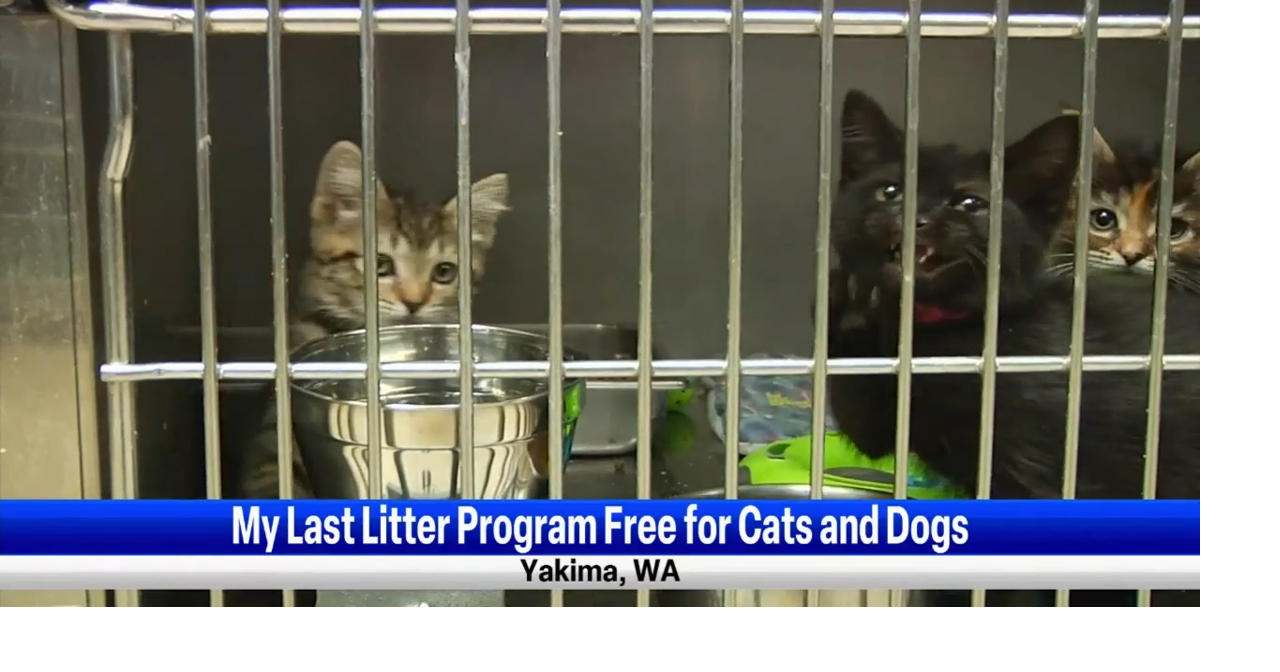 My Last Litter Program is free for cats and dogs | News | nbcrightnow.com