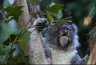 koala chlamydia