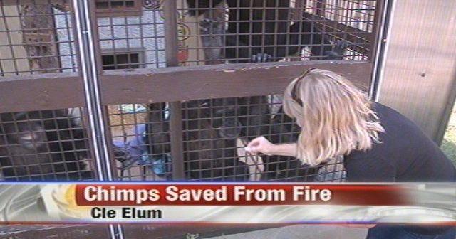 Chimpanzee Sanctuary saved from fire | News | nbcrightnow.com