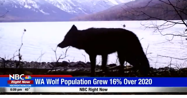 Report shows Washington wolf populations rise for 13th year in a row ...