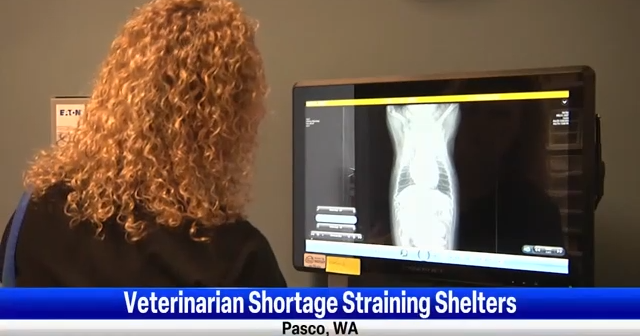 Veterinarian shortages making it harder to keep up with pet medical ...