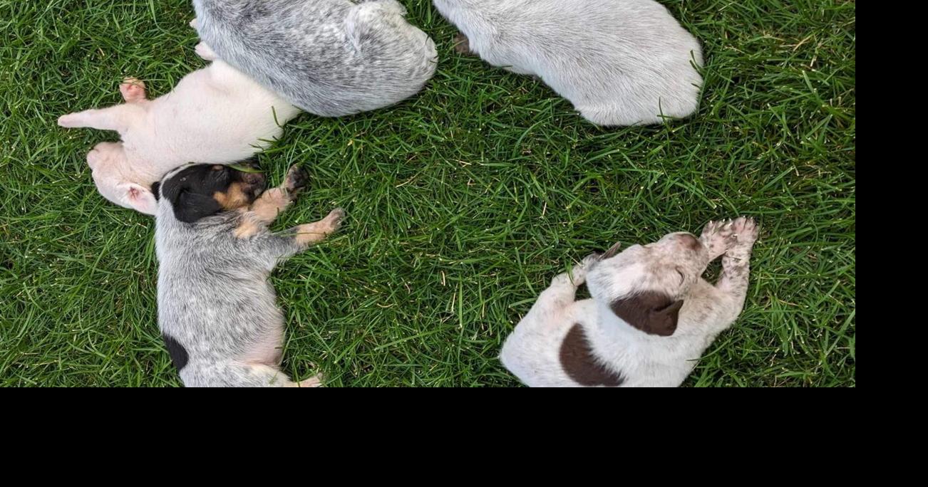 Adoptable rescue dogs to compete in inaugural Stanley Pup on June 7 ...