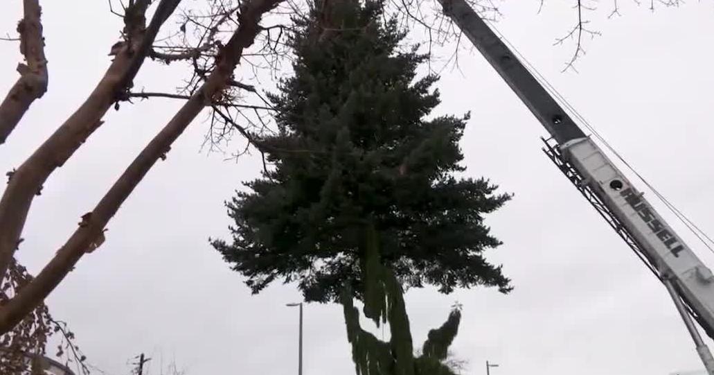 Yakima Community Christmas Tree being installed at Millennium Plaza ...