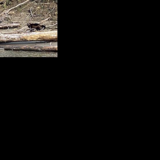 A rare wolverine sighting was captured on video in Oregon | News ...