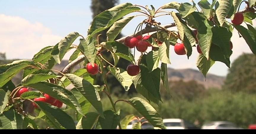 Local Farms Let the Public Pick Their Own Fruit | Archives ...