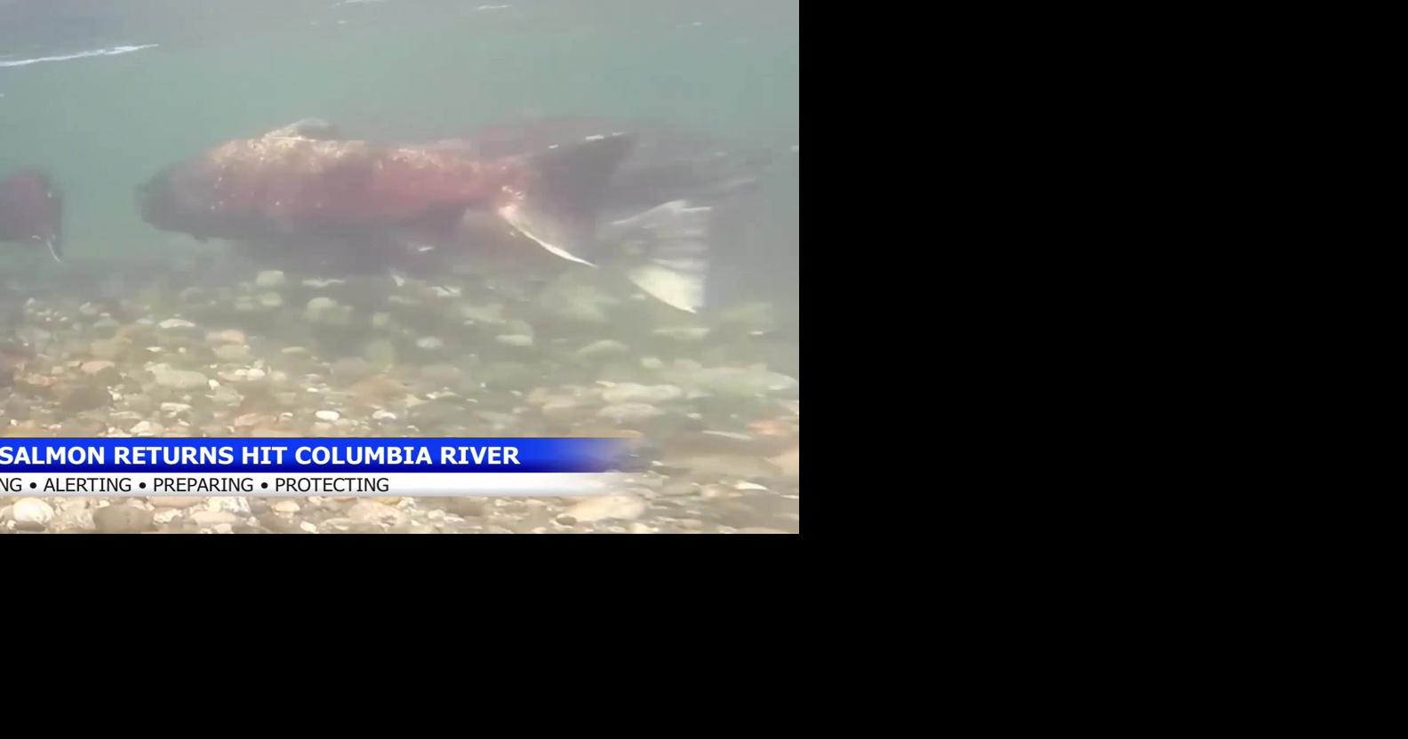 Columbia River sockeye season cut back after returns lower than ...