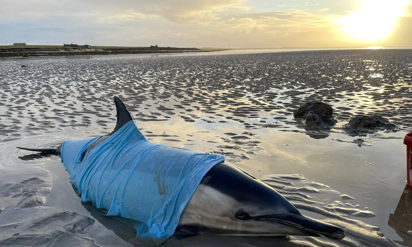 dolphin beached