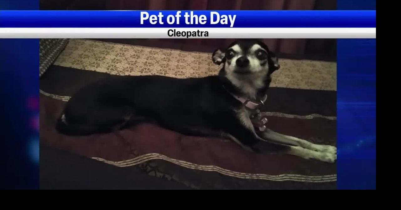 Pet of the Day: Cleopatra | Top Video | nbcrightnow.com