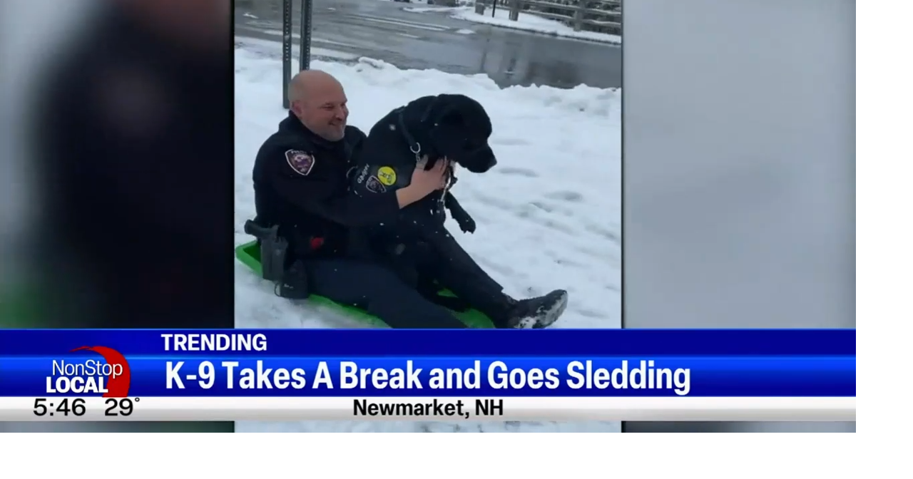 What's Trending: K9 sledding | Trending | nbcrightnow.com