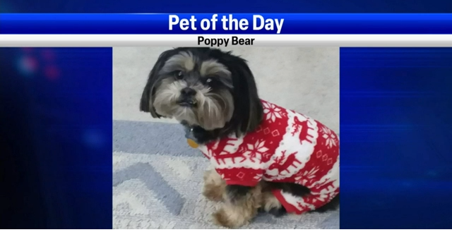 Pet of the Day: Poppy Bear | Top Video | nbcrightnow.com