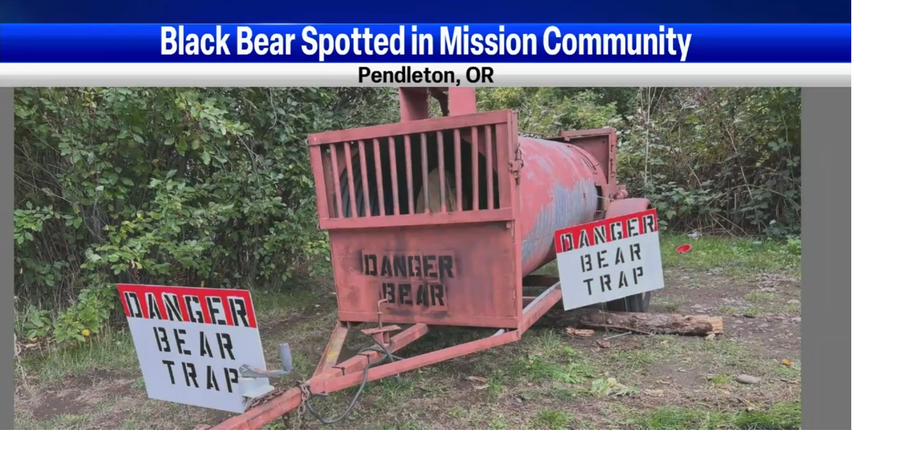 Bear sighting in Pendleton prompts bear trap deployment | News ...