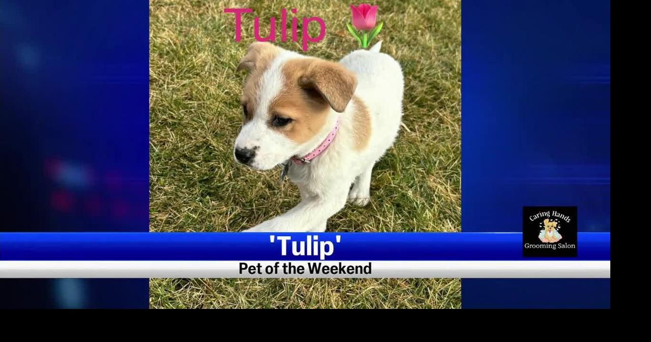 Pet of the Weekend: Pronto Puppy Rescue's adoption event offers chance ...
