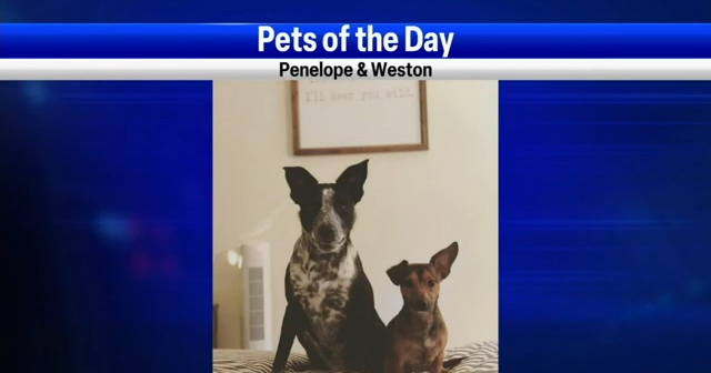 Pets of the Day: Penelope and Weston | Top Video | nbcrightnow.com