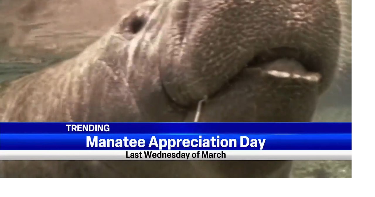 National Manatee Appreciation Day | Northwest & National News ...