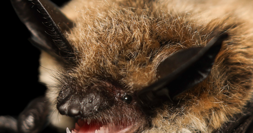 Oregon bats looking for 3-Peat in BLM Bat Beauty Contest this fall ...