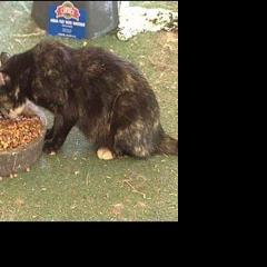 Over 50 cats are being treated | News | nbcrightnow.com