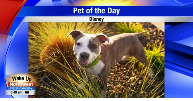 Pet of the Day: Disney | Top Video | nbcrightnow.com