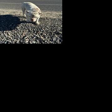 Injured dogs found near Pasco Kahlotus Road get rescue help | News ...