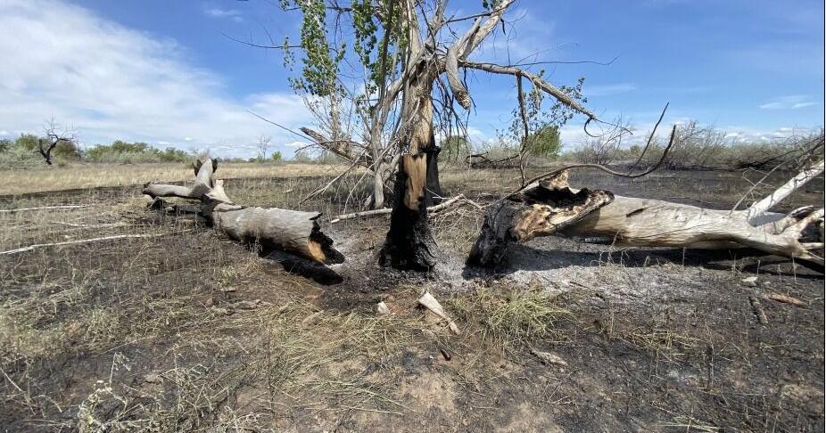 Bateman Island reopens after lightning causes 2.5 acre fire | News ...