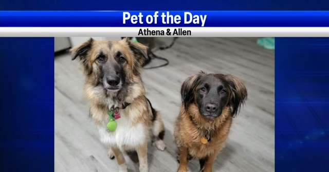Pet of the Day: Athena and Allen | Top Video | nbcrightnow.com