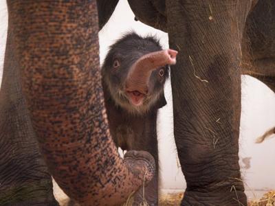 elephant being born