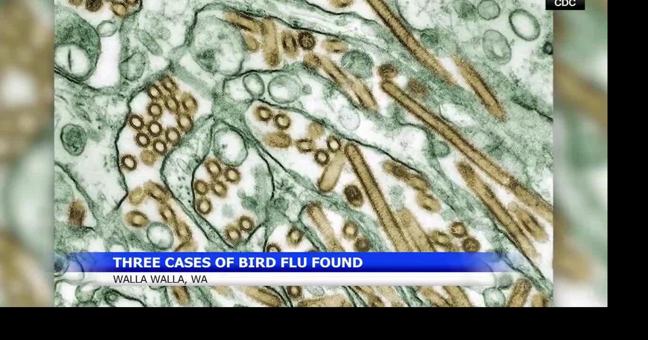 Bird flu detected in wild birds in Walla Walla | News | nbcrightnow.com