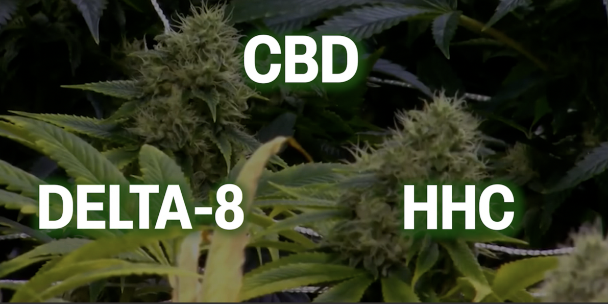 Hemp crackdown threatens health products, multi-billion dollar industry ...