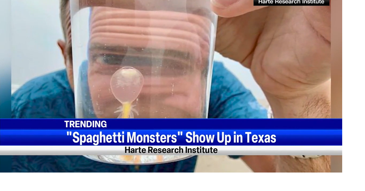 Trending: "Spaghetti Monster" Found on Beaches in Texas | Northwest ...
