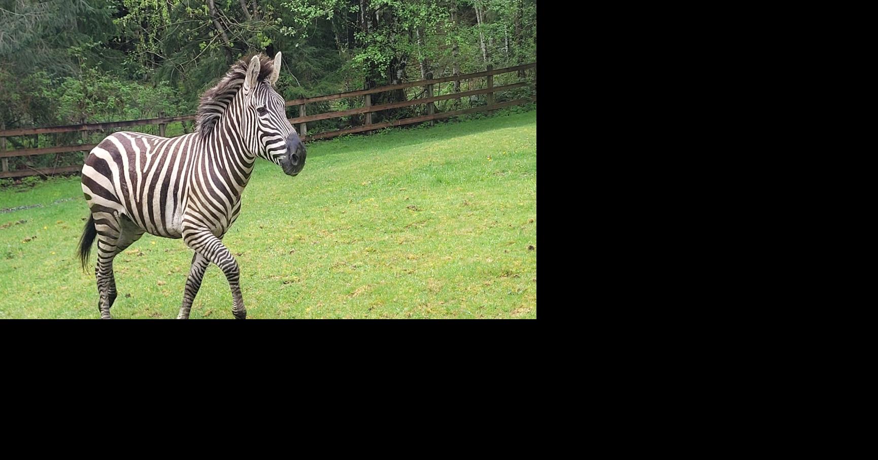Last runaway zebra still on the loose after being spotted near North ...