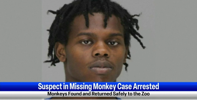 Suspect in disappearance of Dallas Zoo tamarin monkeys is arrested at ...