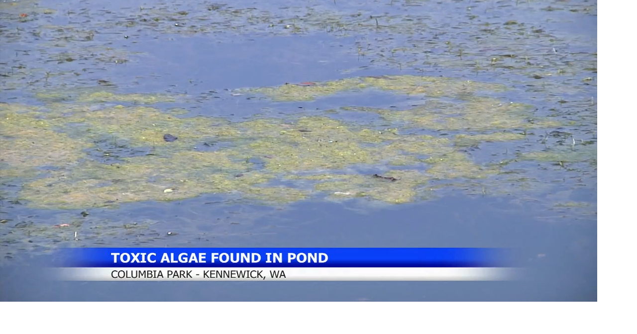 Kennewick warns of toxic algae in Columbia Park pond, city to host ...