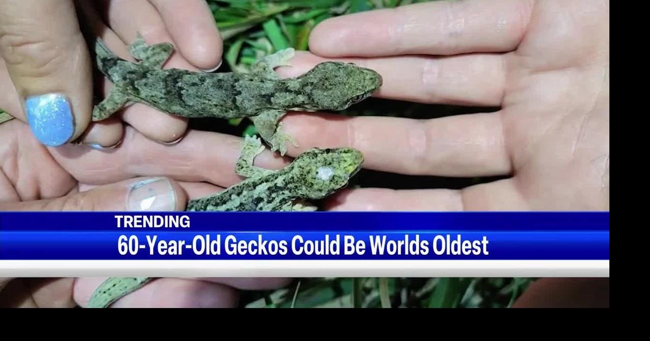 60-year-old geckos found could be oldest ever | | nbcrightnow.com