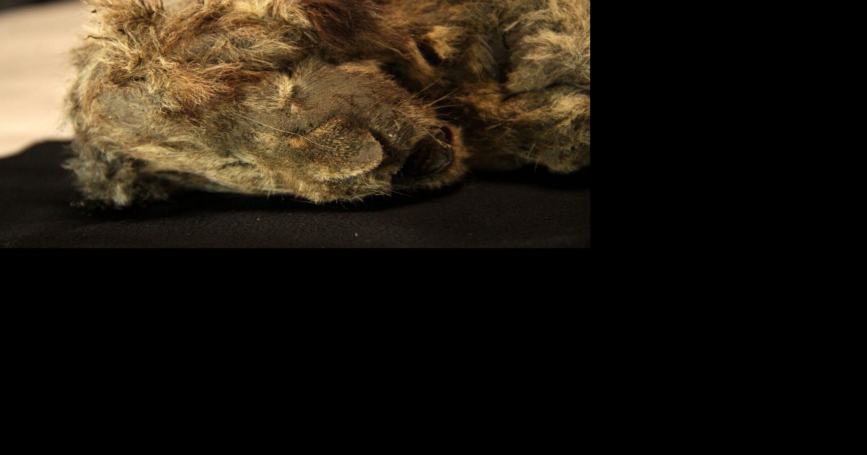 Study reveals extinct lion species interbred with its modern cousins ...
