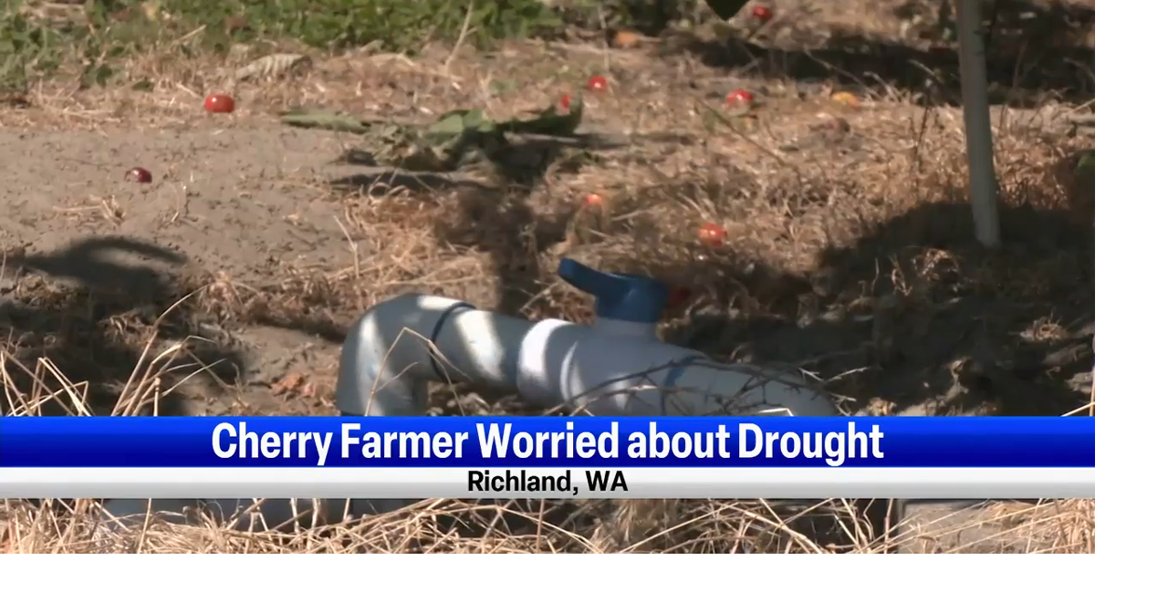 Ray French Orchard Manager worried more about having enough water ...