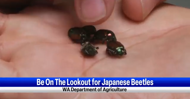 Dozens of invasive Japanese beetles caught in the Tri-Cities area ...