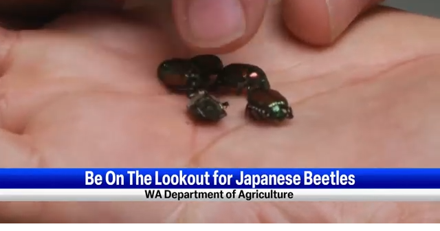Dozens of invasive Japanese beetles caught in the Tri-Cities area ...