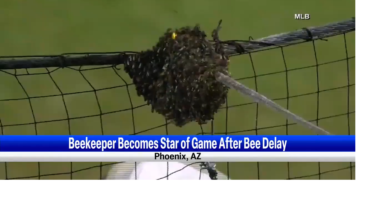 MLB Game Delayed for Bee Cluster on Fence | Northwest & National News ...