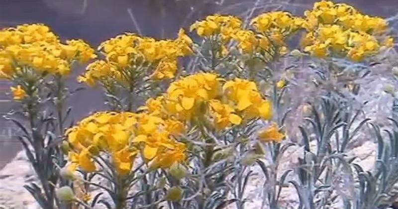 U.S. Dept of Fish and Wildlife Lists White Bluffs Bladderpod as ...