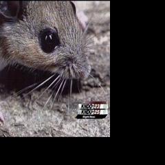 License required for mouse hunting? | News | nbcrightnow.com