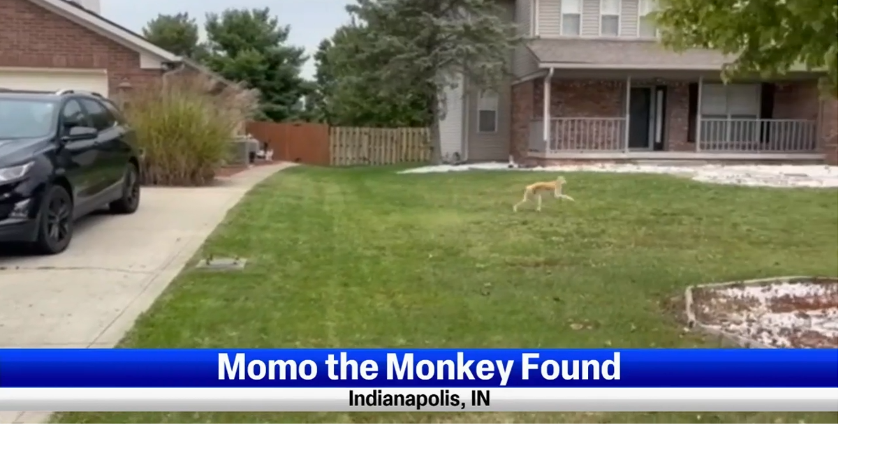 Trending: Monkey on the loose in Indiana | Top Video | nbcrightnow.com