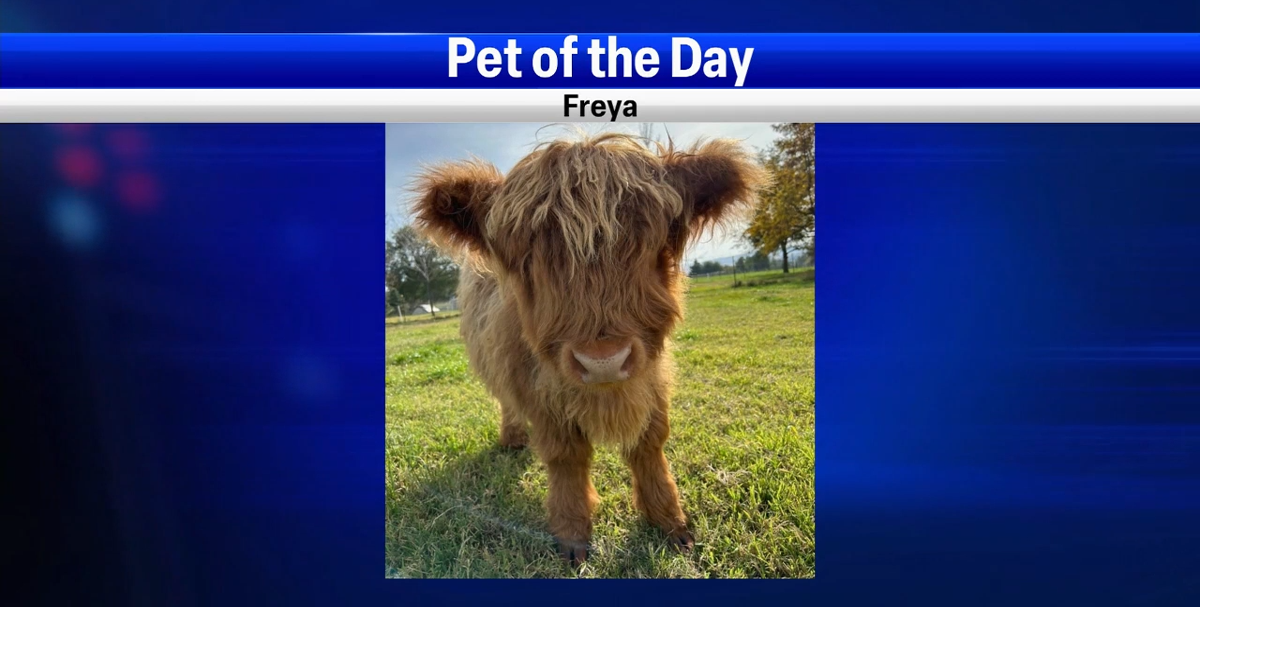 Pet of the Day: Freya | Pet of the Day | nbcrightnow.com