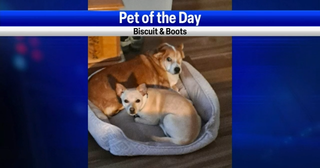 Pets of the Day: Biscuit and Boots | News | nbcrightnow.com