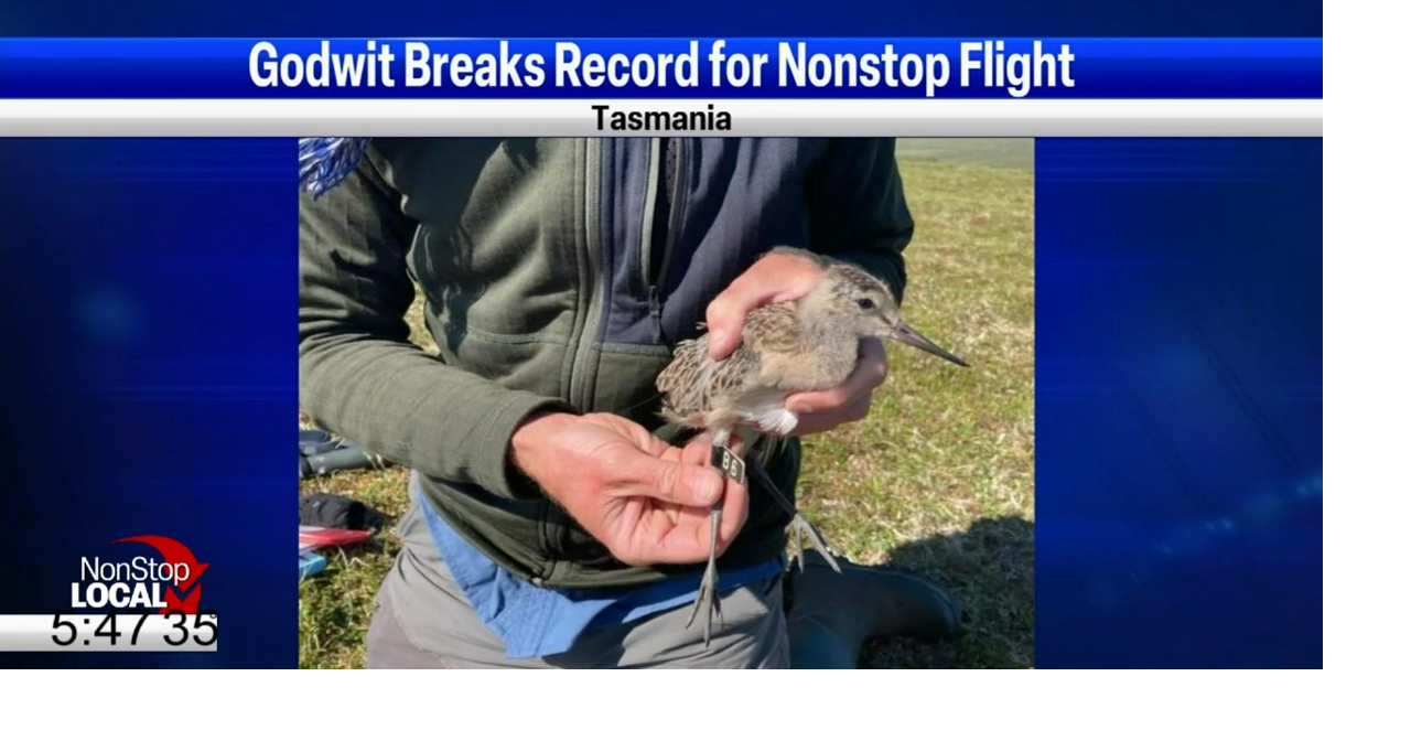 What's Trending: Bird sets world record | Top Video | nbcrightnow.com