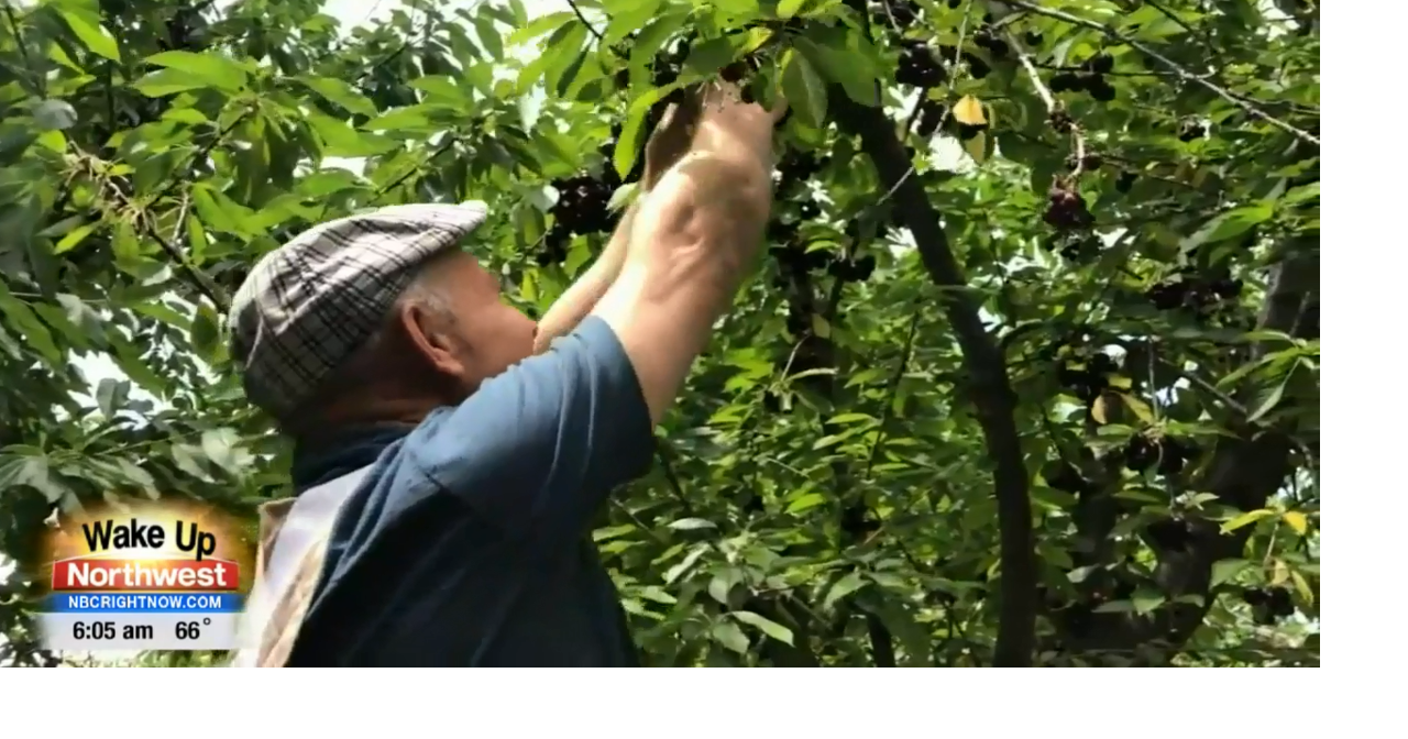 Local owned U-Pick Cherry Farm in it's last weekend of the season ...