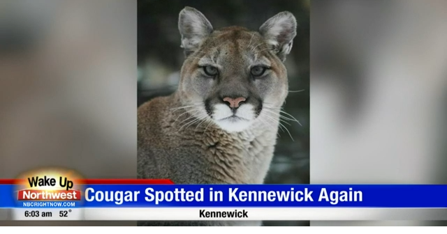 Another Cougar Sighting in Kennewick | News | nbcrightnow.com