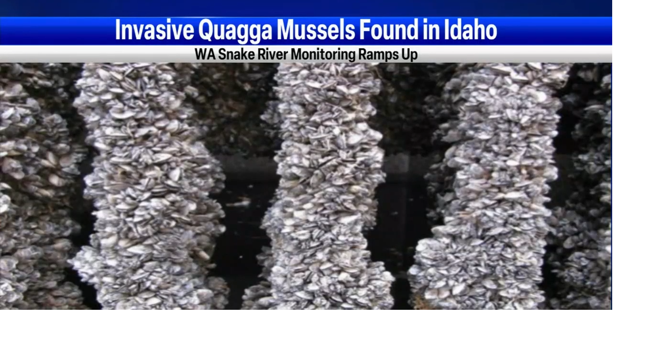 The WDFW work to prevent invasive mussels from entering Washington ...