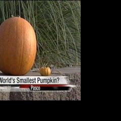 World's smallest pumpkin? | News | nbcrightnow.com